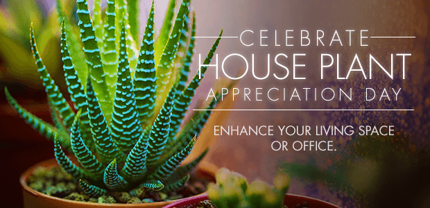 How to Celebrate Houseplant Appreciation Day - Julia's Florist
