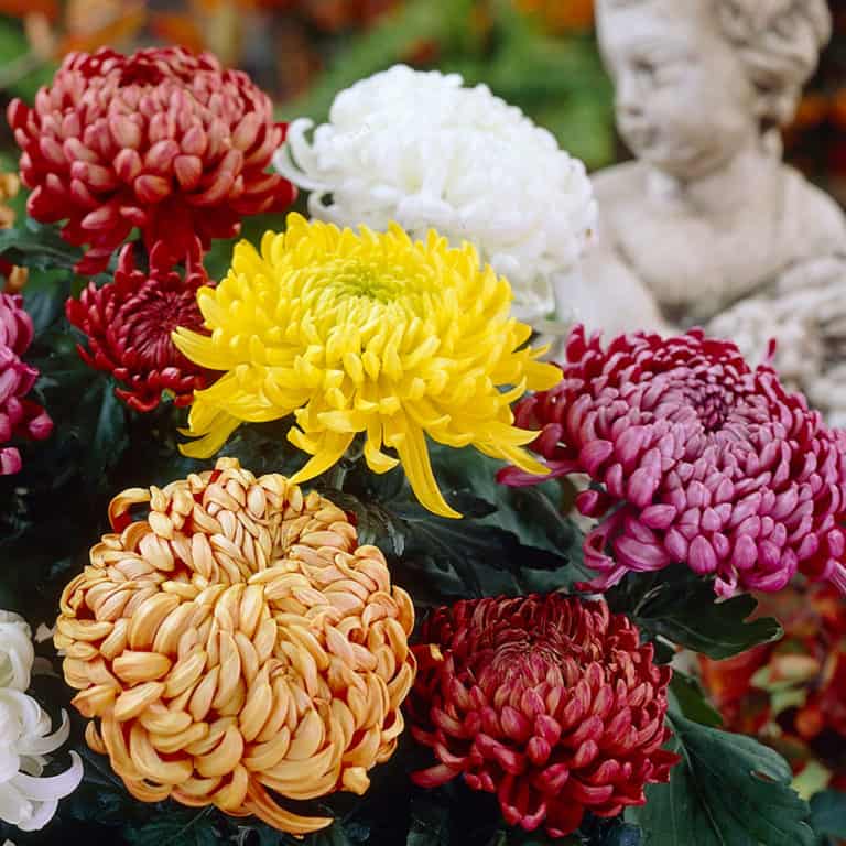 Pick Meaningful Chrysanthemums For Fall Occasions - Julia's Florist
