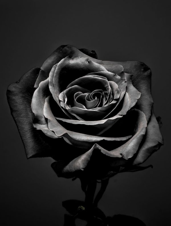 Have a Spooktacular Halloween Season with These Scary Flowers - Julia's ...