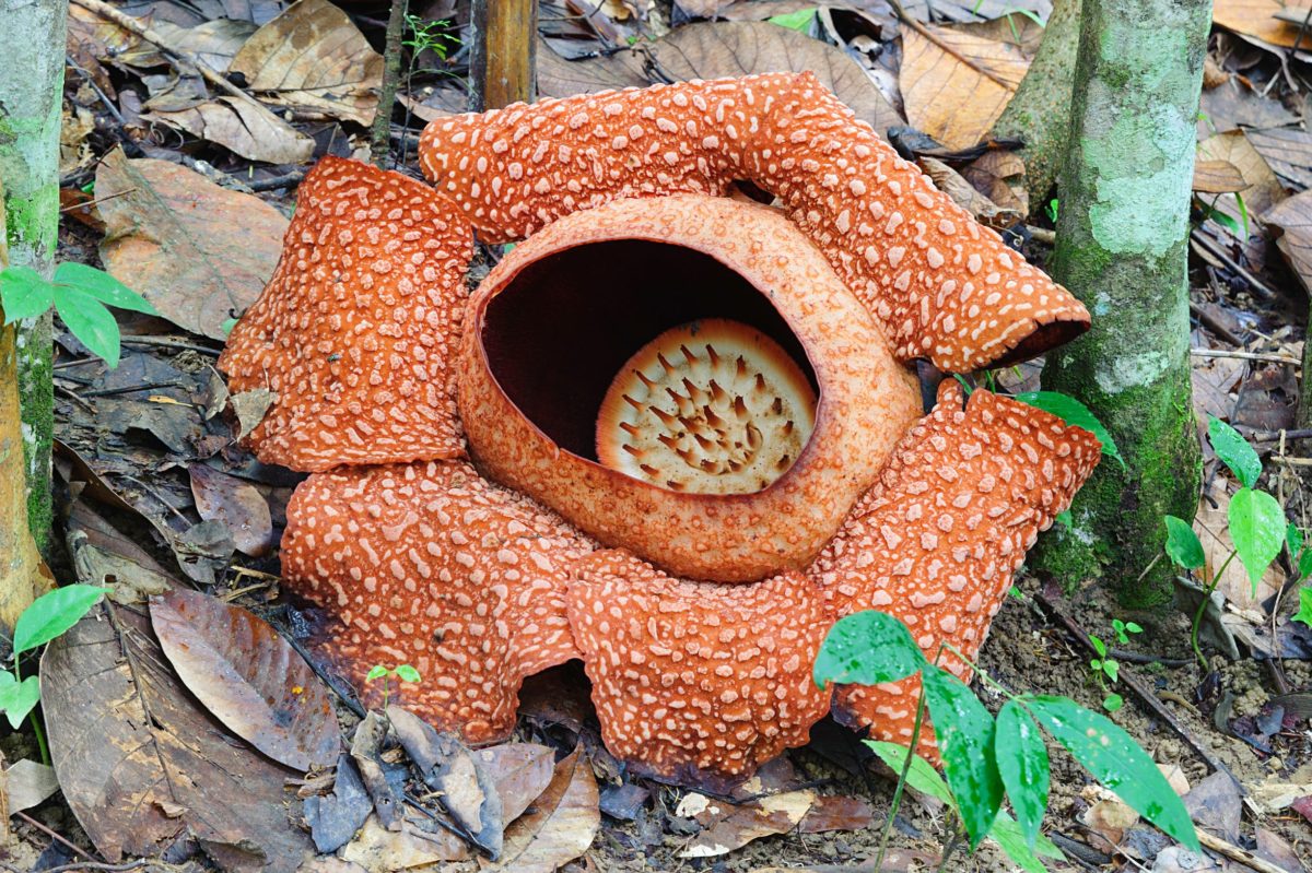 Have a Spooktacular Halloween Season with These Scary Flowers - Julia's ...